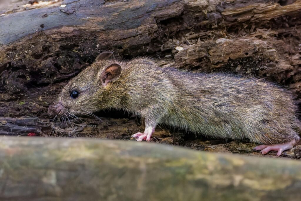 🐀 Rata negra - Tratamiento de Desratización